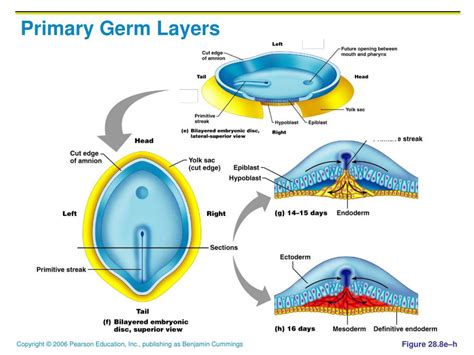 Ppt Pregnancy And Human Development Powerpoint Presentation Free