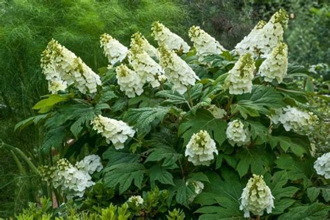 Oakleaf Hydrangea Hydrangea Quercifolia All You Should Know