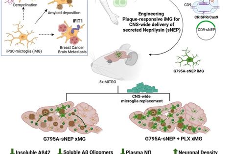 Human Ipsc Microglia To Deliver Disease Modifying Proteins To The Brain Sciencemission