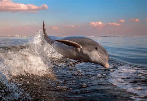 Dolphins Everything You Need To Know