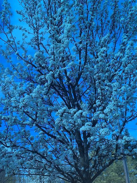 Blue Tree Free Photo On Pixabay Pixabay