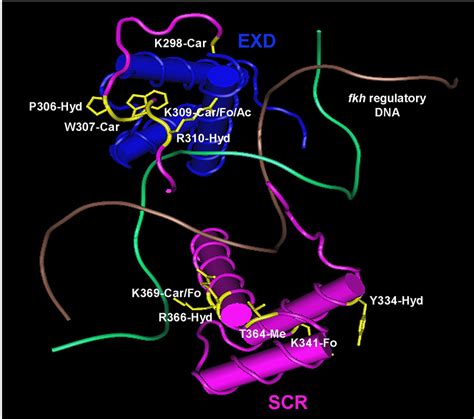 The Structure Of Scr Exd Dna Complex Determined By Crystallography Scr