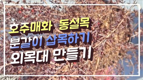 호주매화 대품 외목대 만들기 삽목하기 동설목 분갈이 물 관리 키우기 Youtube