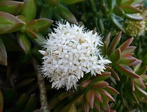 Oily Plant Sedum Nussbaumerianum