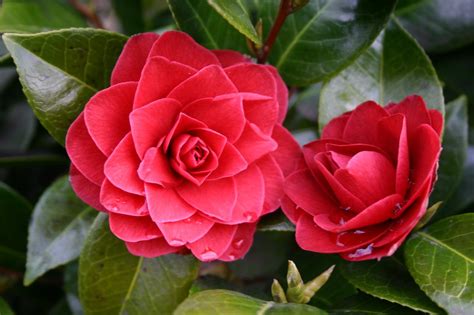 Camellias Open Gardens Garden Centre Plant Nursery Tearoom In