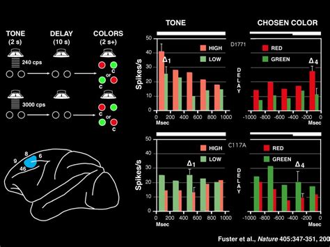 Ppt Cortical Dynamics Of Working Memory Powerpoint Presentation Free Download Id232076