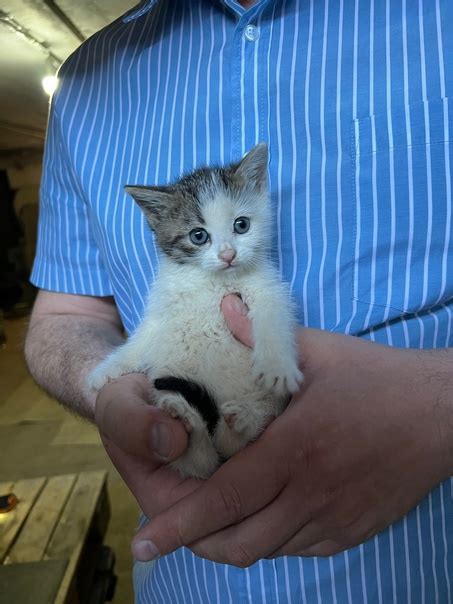 СПб и Ло Ищем дом и ответственных хозяев очаровательным малышам Рыжий