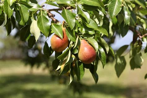 How To Propagate Pear Trees From Cuttings Farmhouse Blooms