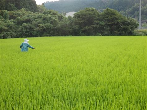 キャンペーン期間終了後、販売【無洗米】 鶴喰米 くまさんの輝き 10kg 熊本県八代市 坂本町ふるさと物産館