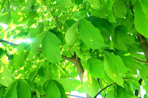 나뭇잎사이로 비치는 햇살 유토이미지 상세페이지 베이직샵 사진 20052023