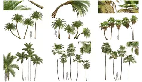 6 Different Sets Of Tree Set Vol49 3d Model Collection Cgtrader