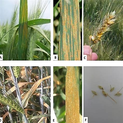 Symptoms Of Stripe Rust Of Wheat And Barley A B C D E And F Download Scientific Diagram