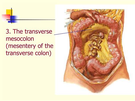 Ppt Peritoneum Powerpoint Presentation Free Download Id 3329744