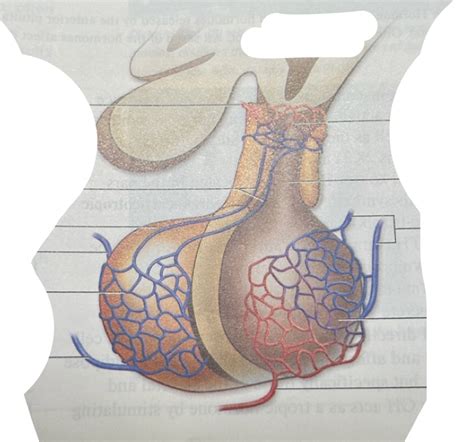 Diagram Of Biol 1711 Endocrine System Hypothalamo Hypophyseal Portal System Quizlet