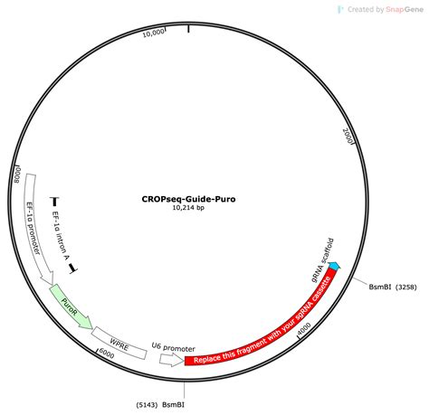 Crispr Sciatac