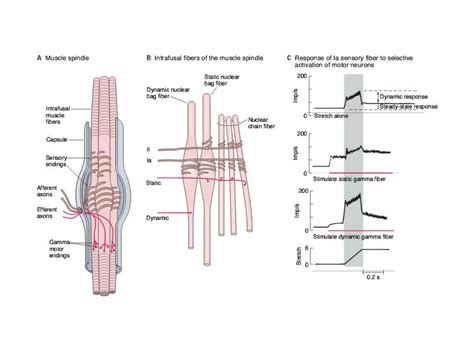 20160323 Monosynaptic Reflex Pptx Brain And Nervous System Disorders Diseases And Conditions