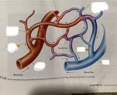 Capillary Bed Diagram Quizlet