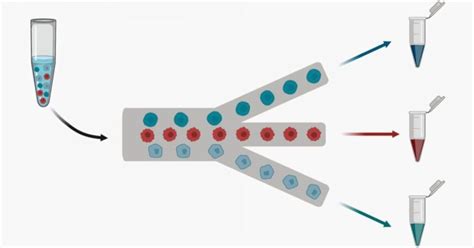 Introduction To Microfluidic Cell Sorting Aline