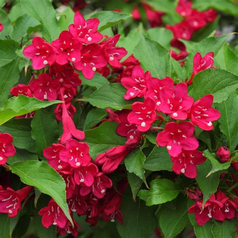 Weigela Picobella Rosso Outdoor Garden Shrub Deciduous Red Flowering