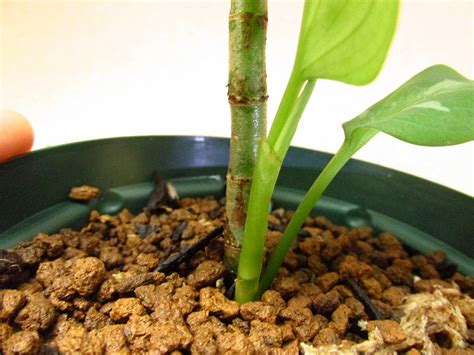 Aglaonema Pictum Tricolor Deepforest 2 希少植物の販売 アグラオネマ専門販売店 『アグラオネマ本舗』