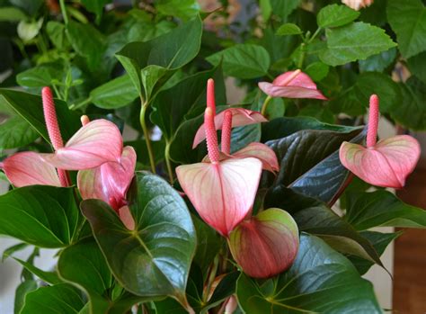 Цветок антуриума - фото и видео | Примеры как цветет мужской цветок ...