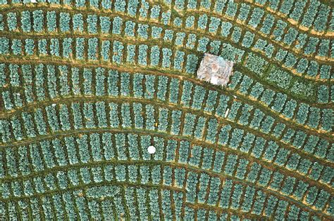 Aerial Top Down View Of Cabbage Bed License Image 14581965 Lookphotos