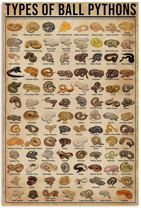 Poster Types Of Ball Pythons Vertical Poster Poster Wall Art Print