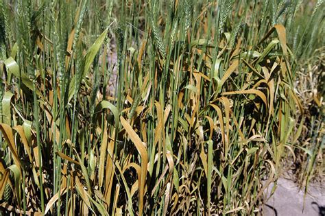 Wheat Affected By Wheat Leaf Rust Stock Image C025 7192 Science Photo Library