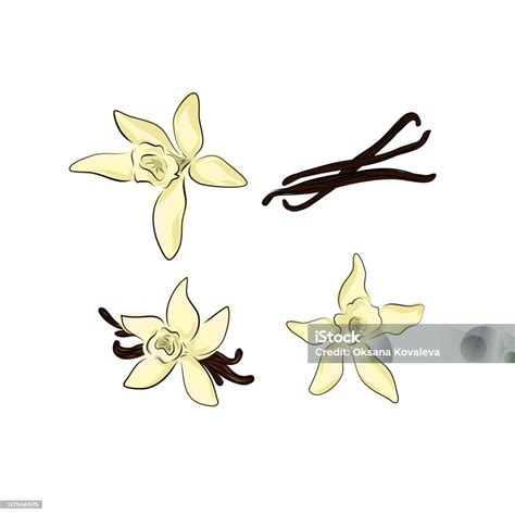 손으로 그린 스케치에 벡터 꽃과 포드 바닐라 부엌과 향수 달콤한 냄새와 오일을위한 향기로운 향신료 재료 및 조미료를 피웁니다 흰색 배경의 노란색 및 갈색 요소 갈색에 대한