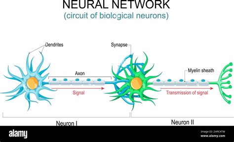 Neural Network Circuit Or Connections Of The Biological Neurons Nervous System Communication