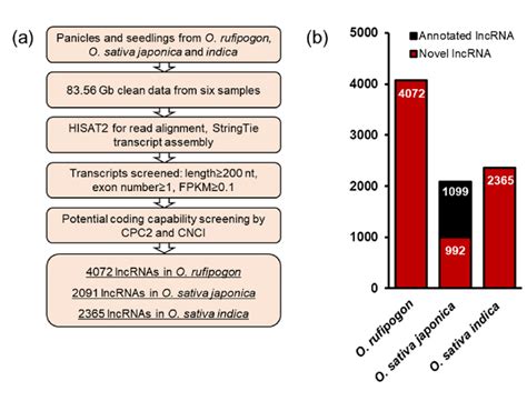Identification Of Lncrnas From Wild And Cultivated Rice A Pipeline Download Scientific