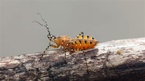 Mobugs Sycamore Assassin Bug