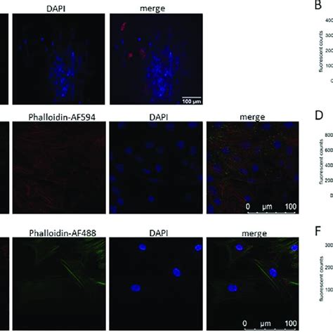 Different Expression Levels Of The Endothelial Marker Vwf And Focal Download Scientific Diagram