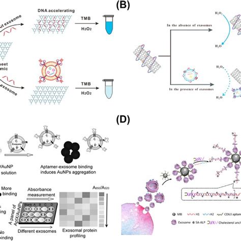 Aptamer‐based Colorimetric Detection Of Evs A Go‐mediated Download Scientific Diagram
