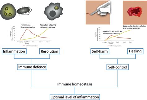 Systemic Inflammatory Response Syndrome After Surgery Mecha