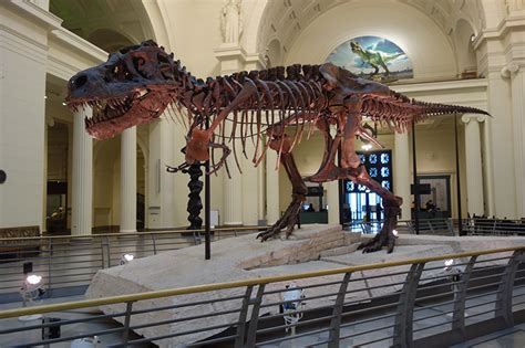 Tyrannosaurus Sue Williamsport Web Developer Weblog