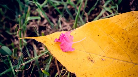 Green Yellow Red Fall Bright Leaves Powerpoint Background For Free Download Slidesdocs