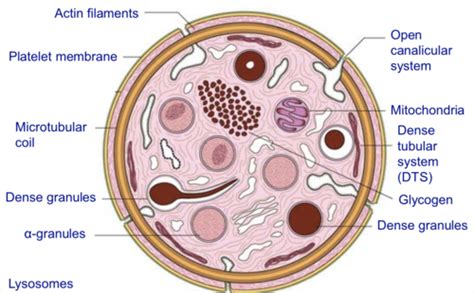 Platelet Structure And Function Flashcards Quizlet