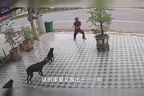 大狗突然袭击路人，男子一套武术巧妙化解，狗草率了！武术路人男子
