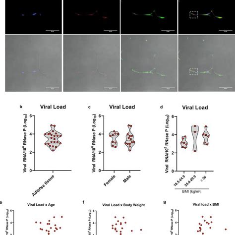 Visceral Adipose Tissue Cells Express More Ace2 Than Subcutaneous