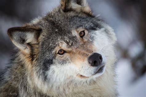 Gray Wolf Wallpapers Top Free Gray Wolf Backgrounds Wallpaperaccess