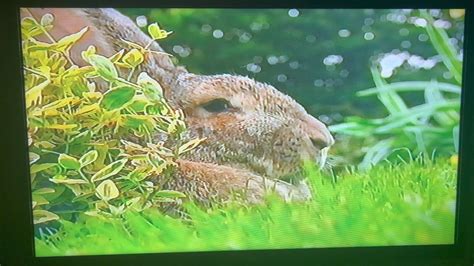 Teletubbies Looking For Rabbits At Zoe Trout Blog