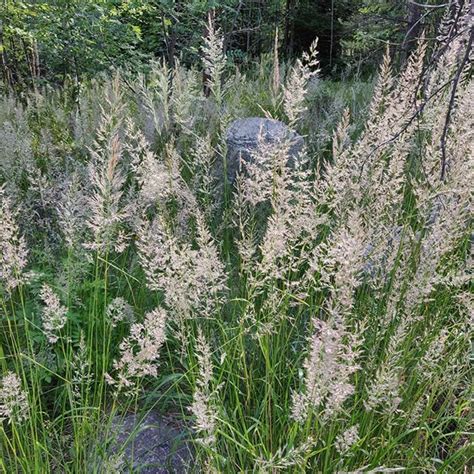 Calamagrostis Arundinacea ~ Korean Feather Grass Garden Plants Grass