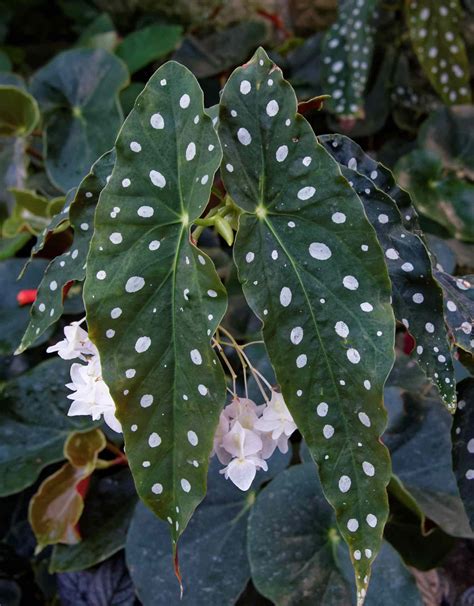 How To Care For Polka Dot Begonias The Striking Low Maintenance