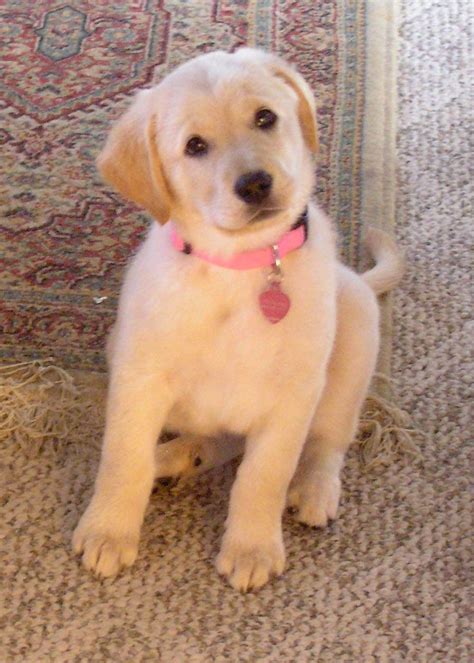 Golden Lab Mix Puppies Dopi
