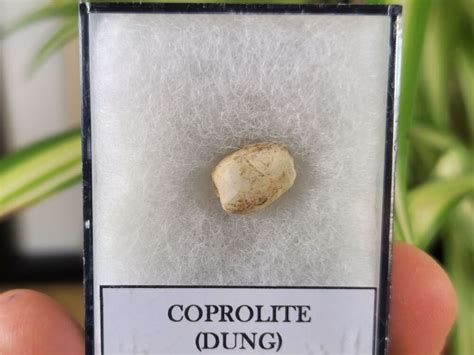 Coprolites Dung Shop