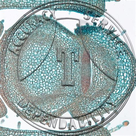 Syringa Vulgaris Procambrium Prepared Microscope Slide