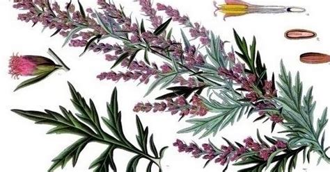 Mugwort Calming Herb Tea Blend Just A Pinch Recipes