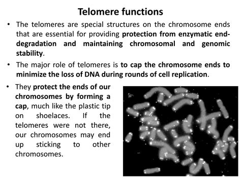 Chromosome Structureppt Principals Of Genetics Ppt Genetics Science