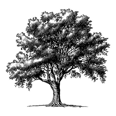 Premium Vector Hand Drawn Big Tree Illustration